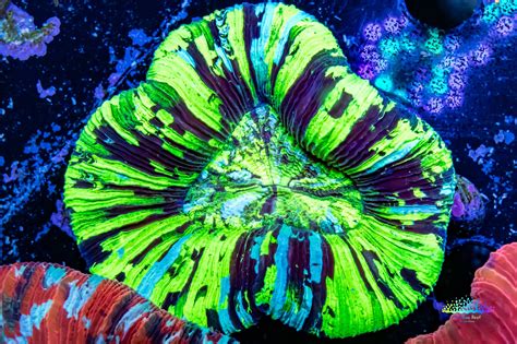 Ultra Trachyphyllia Trachy Wysiwyg 6cm Ultra Trachyphyllia Trachy