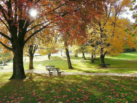 Fotos Gratis Naturaleza Hojas Árboles árbol Hoja Planta Otoño