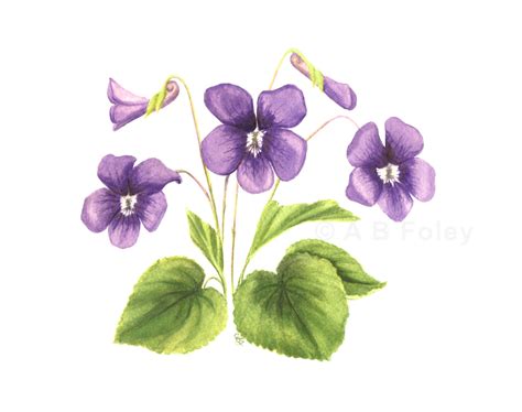 Top 999 Purple Flowers Images Amazing Collection Purple Flowers