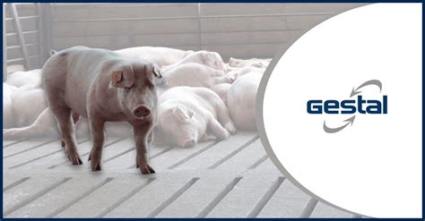 Gestal Is The Best Tool For Precision Feeding For Gdu And Feed Trial