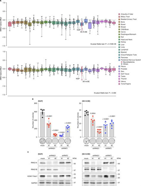 Noncanonical Prc11 Targets Btg2 To Retain Cyclin Gene Expression And