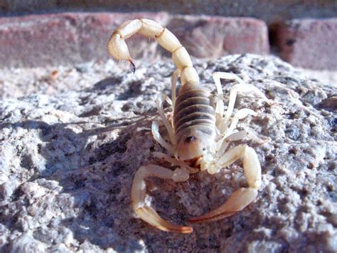 Scorpion A Z Animals