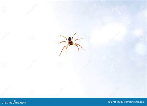 Small Bright Spider On A Window Pane Against A Light Sky Background