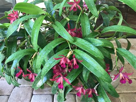 Mini Cattelya Purple Reddish Raspberry Etsy