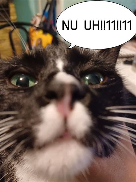 My Cat Oreo Says Nu Uh