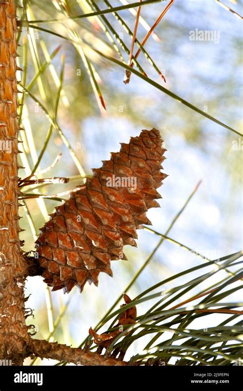 Needle Leaf Pine Tree In Its Natural Environment Pine Tree In Nature