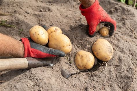 Premium Photo Man Harvesting Potato Digging Potato Private Garden