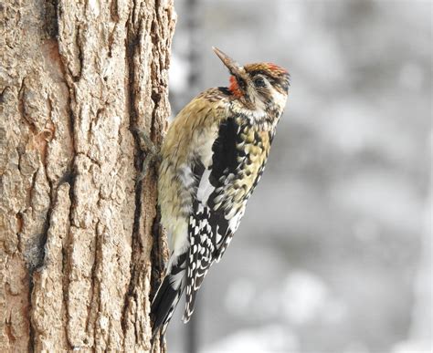 Yellow Bellied Sapsucker Flying