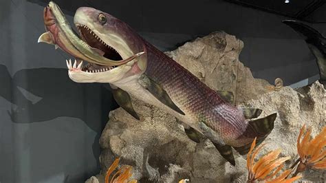 Fossilised Fish Organs Get To The Heart Of Our Own Evolution