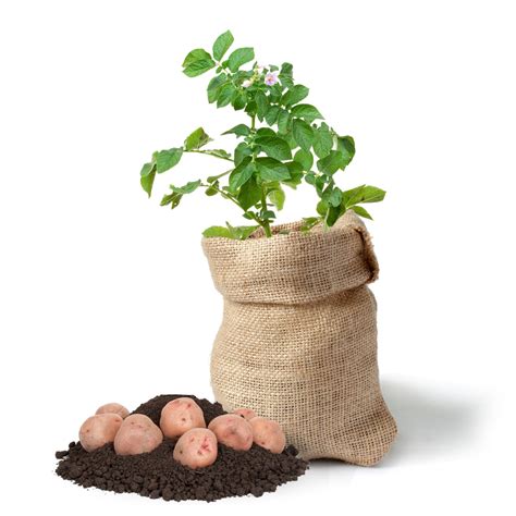 Potato Growing Kit