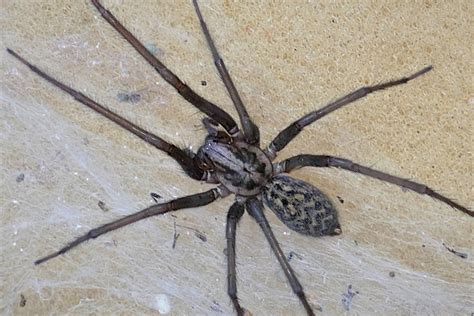 Kątnik Większy Eratigena Atrica — Hive