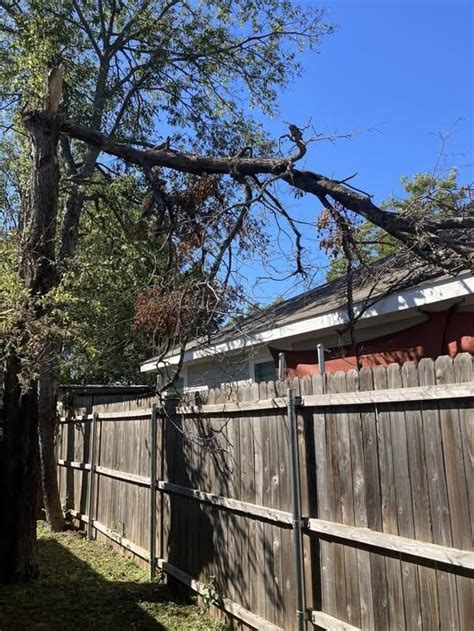 American Fallen Tree Neighbor Being Difficult And Demanding A Tree