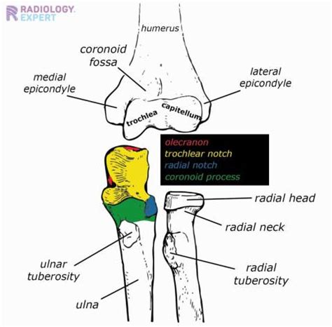 Olecranon Anatomy Elbow Ottawa Msk
