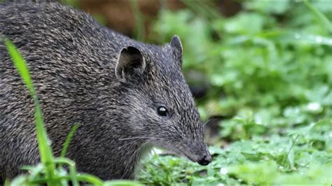 219 Bandicoot Rat Names Interesting And Unique