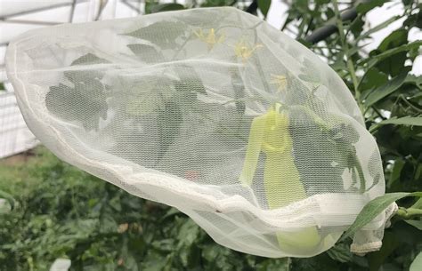 Pollination Services In Tomatoes Purdue University Vegetable Crops