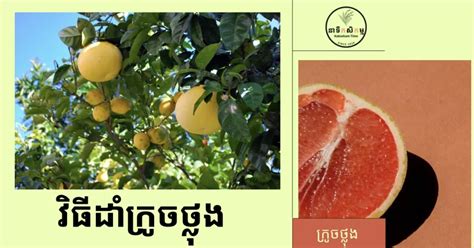 បច្ចេកទេសដាំក្រូចថ្លុងធន់ទៅនឹងការប្រែប្រួលអាកាសធាតុ នាទីកសិកម្ម Kaksekam Time