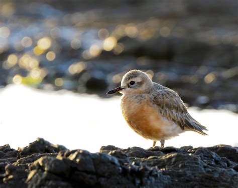 Ipipiri Trust — Ipipiri