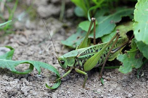Premium Photo Grasshopper By Leaves On Ground