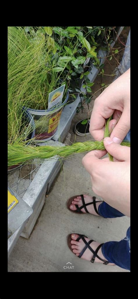 Ever Been So High You Braided Grass At Lowes Trees