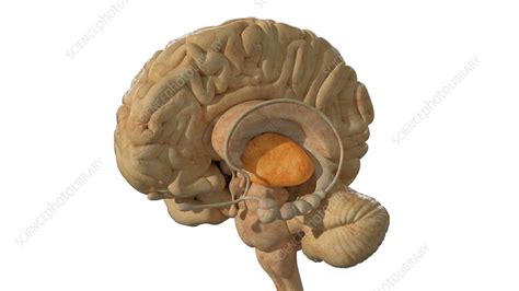 Brain Anatomy Showing Thalamus Stock Video Clip K0083649 Science