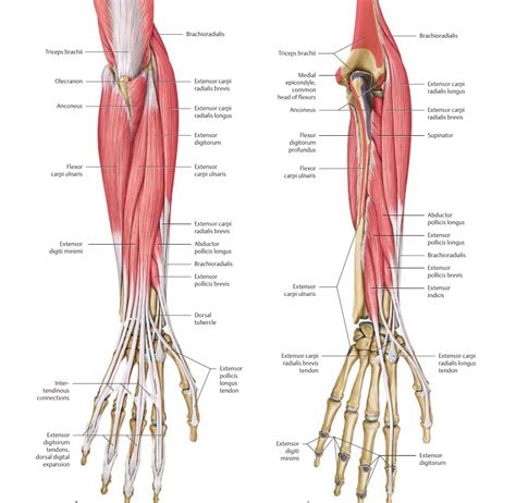 Posterior Forearm Anatomy