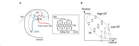 organization of interaural time difference itd coding circuits in