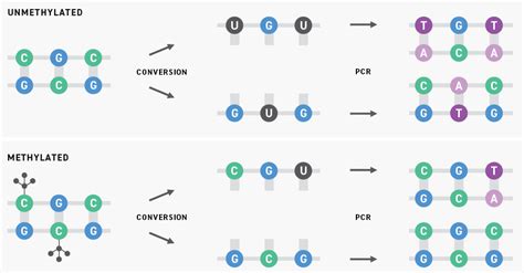 Tools To Improve Methyl Seq Efficiency Twist Bioscience