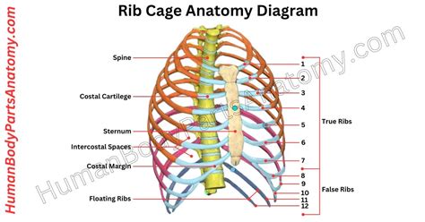 Complete Guide On Human Anatomy With Parts Names And Diagram