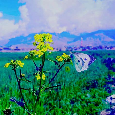 کــــرمــه زمــا جنـــت دے