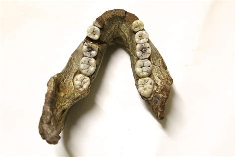 Australopithecus Robustus