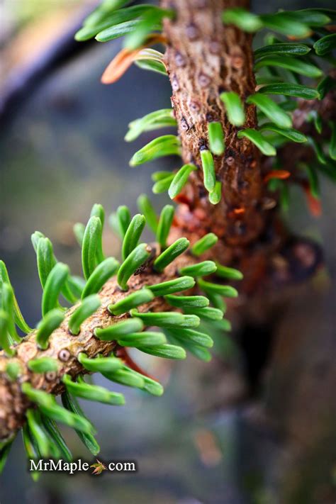 Buy Abies Alba Schwarzwald Silver Fir — Mr Maple │ Buy Japanese Maple Trees