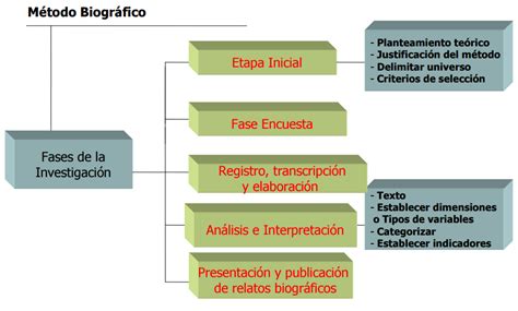 Método Biográfico Fases De Investigación