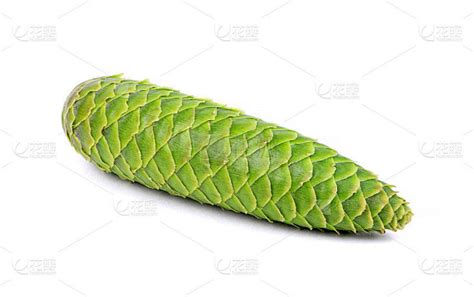 孤立在白色背景上的绿色松果。云杉锥