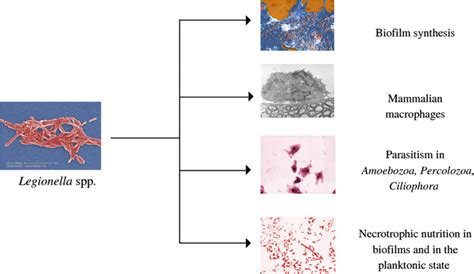 Legionellosis Risk—an Overview Of Legionella Spp Habitats In Europe Pmc