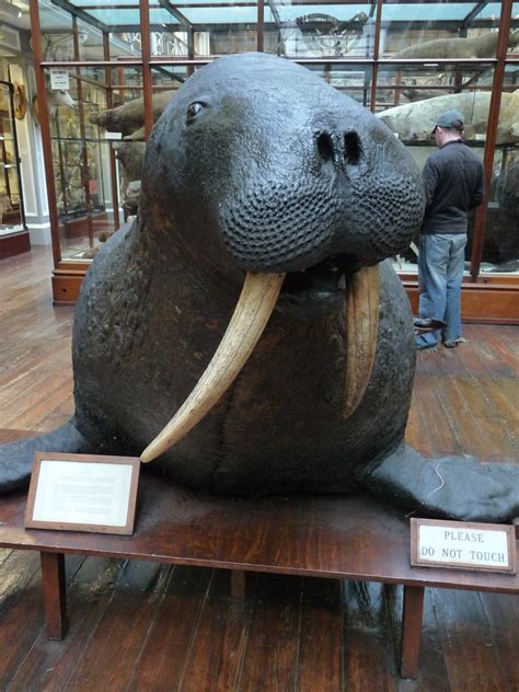 Natural History Museum Walrus Simon Q Flickr