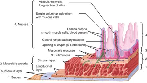 Small Intestine Basicmedical Key