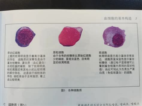 血细胞观察指南：从早幼红细胞到浆细胞