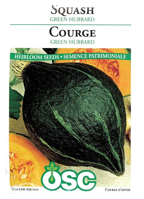 Courge Green Hubbard Jardin Trouvailles