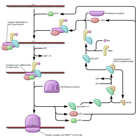 What Is The Difference Between Prokaryotic And Eukaryotic Translation