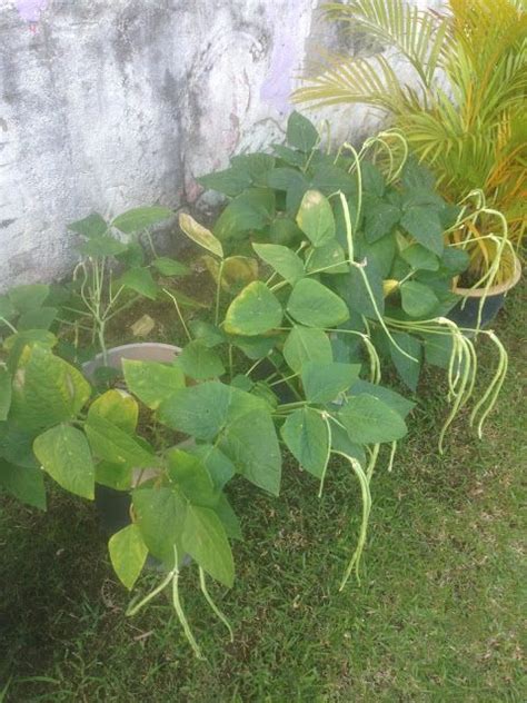 Jenis Jenis Pokok Bunga Renek Phil Rutherford