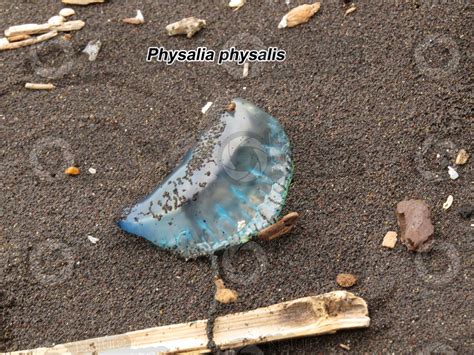 Physalia Physalis Cnidarian Physaliidae Physalia Physalis Hydrozoan Cnidaria Cnidarians
