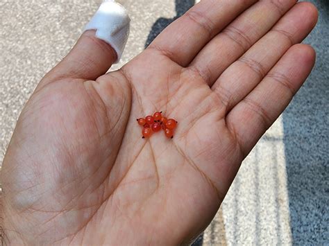 Some Rare Ribes Species Ribes Odoratum Clove Currants And Ribes Alpinum Alpine Currants