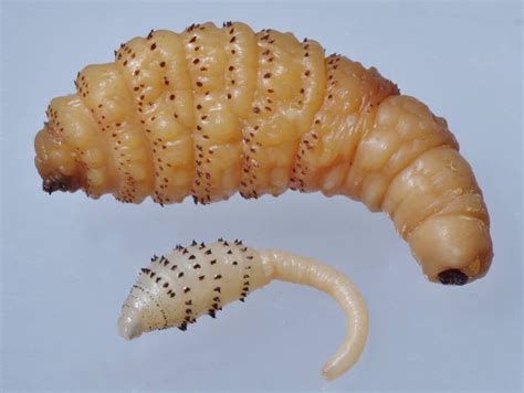 What Is A Botfly Larvae Learn About Natures Most Disturbing Parasite
