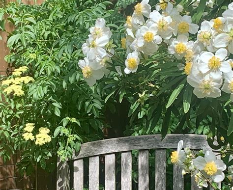 Nancy Beckman And Tom Bickleys Garden ♿️ Bringing Back The Natives Garden Tour And Green Home