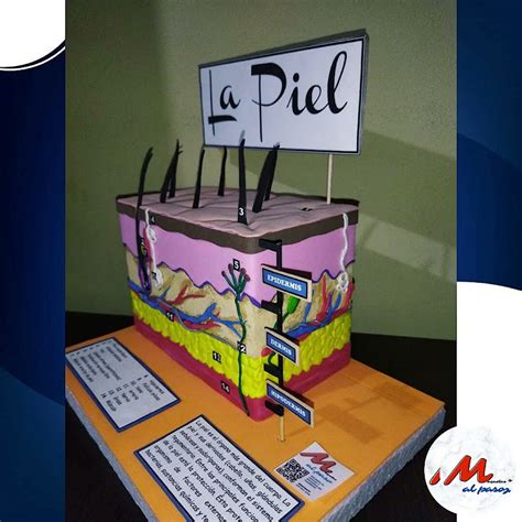 Capas De La Piel 3d Maqueta Youtube