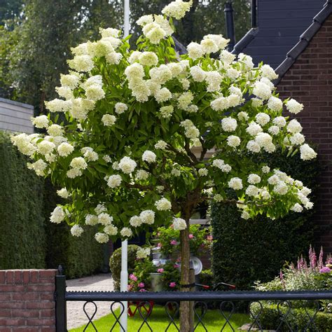 Pee Gee Hydrangea The Showstopper Shrub Of The Summer Wens91
