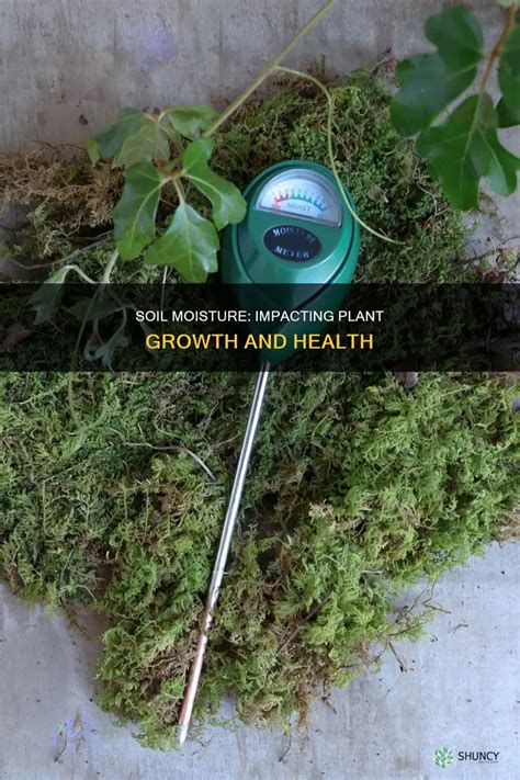 Soil Moisture Impacting Plant Growth And Health Shuncy