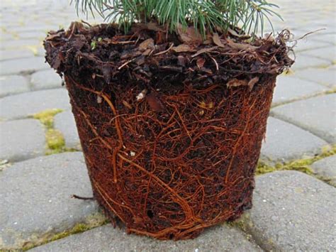 Dwarf Alberta Spruce Root System Full Overview World Of Garden Plants