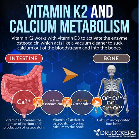 Calcium And Bone