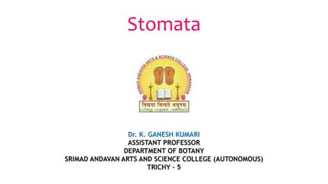 Types Of Stomata Pptx